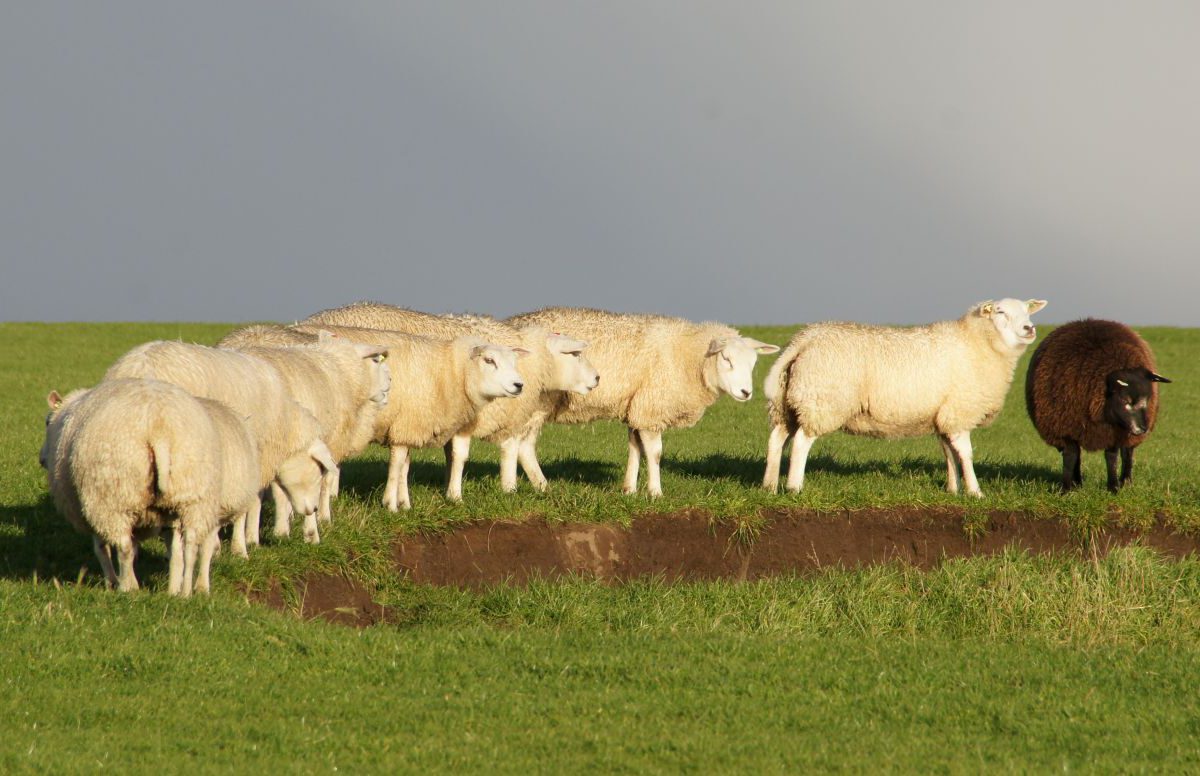 Teamtrainingen- Teambuilding- Coaching op Texel bij 't Swarte Schaap